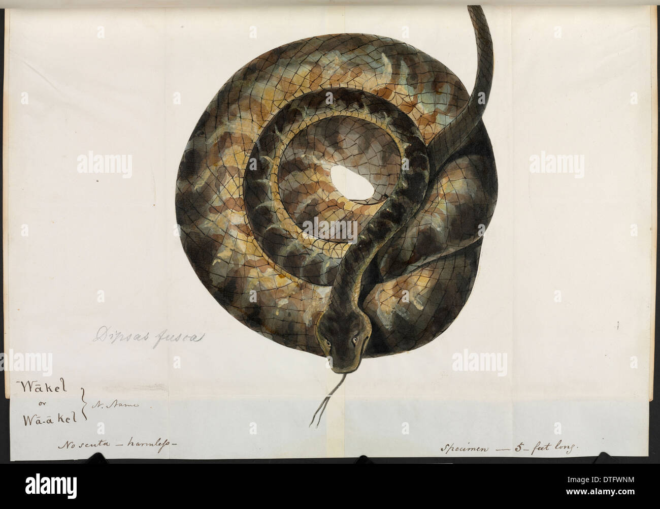 Anatomie serpent Banque de photographies et d’images à haute résolution ...