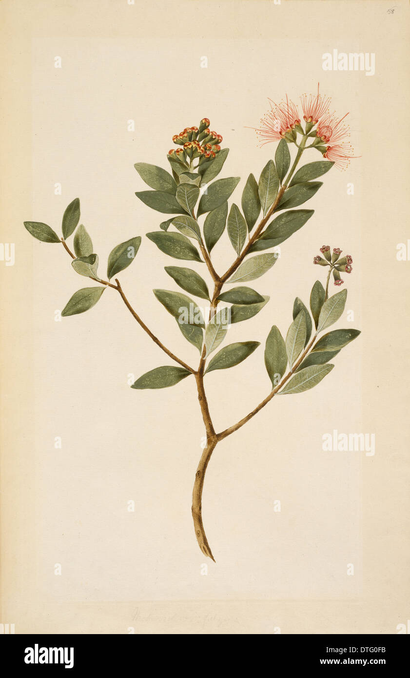 Scarlet rata Banque de photographies et d’images à haute résolution - Alamy