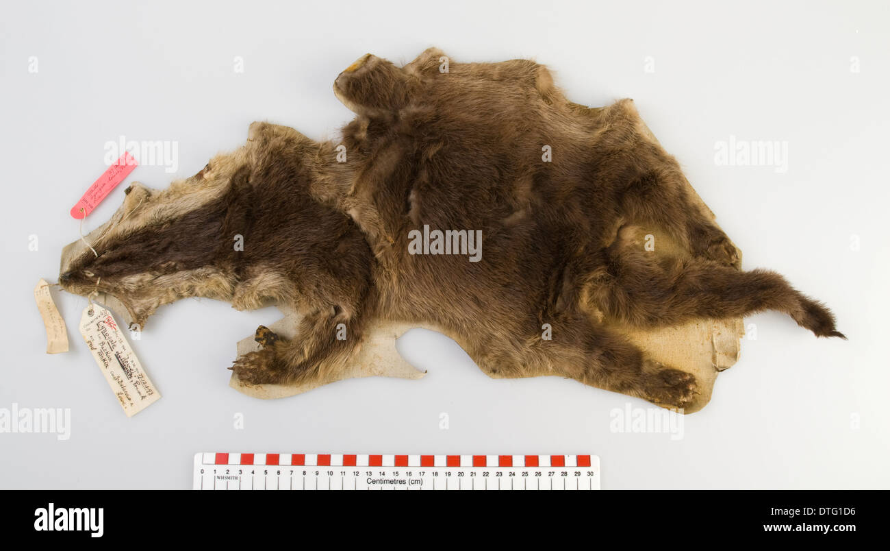 Cynogale bennettii Banque de photographies et d’images à haute ...