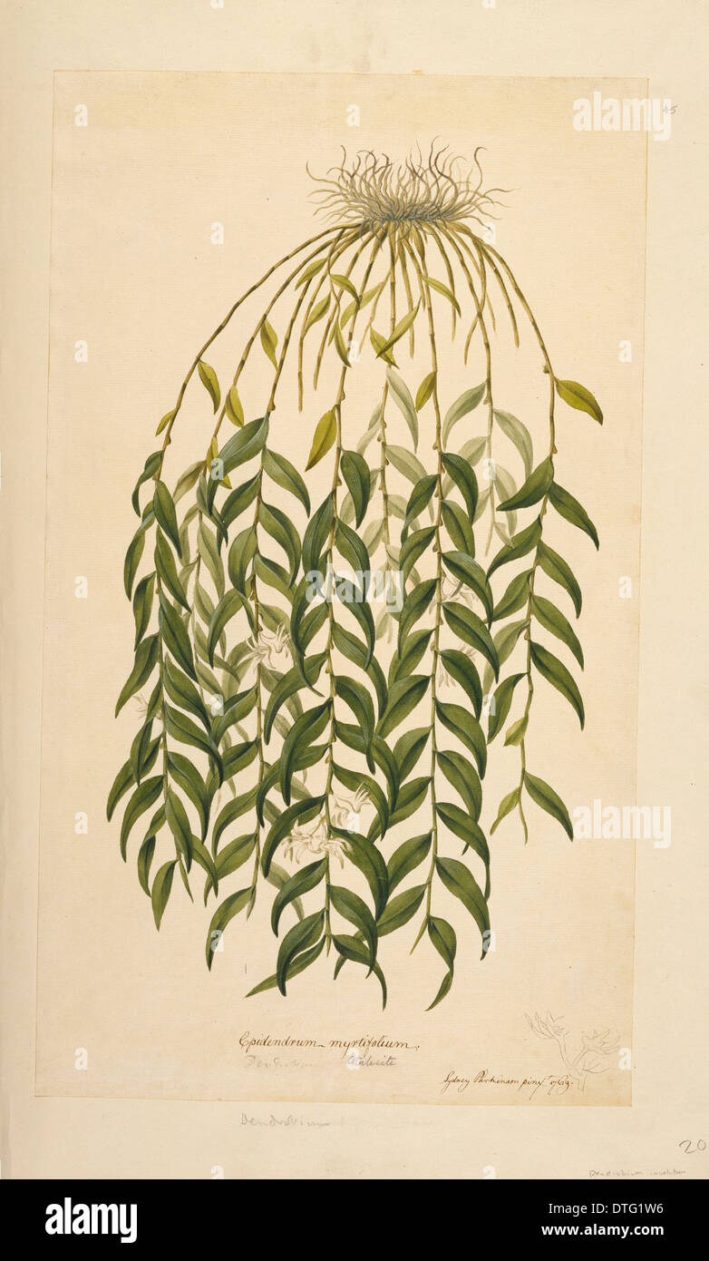 Dendrobium orchid flower plant Banque de photographies et d’images à ...