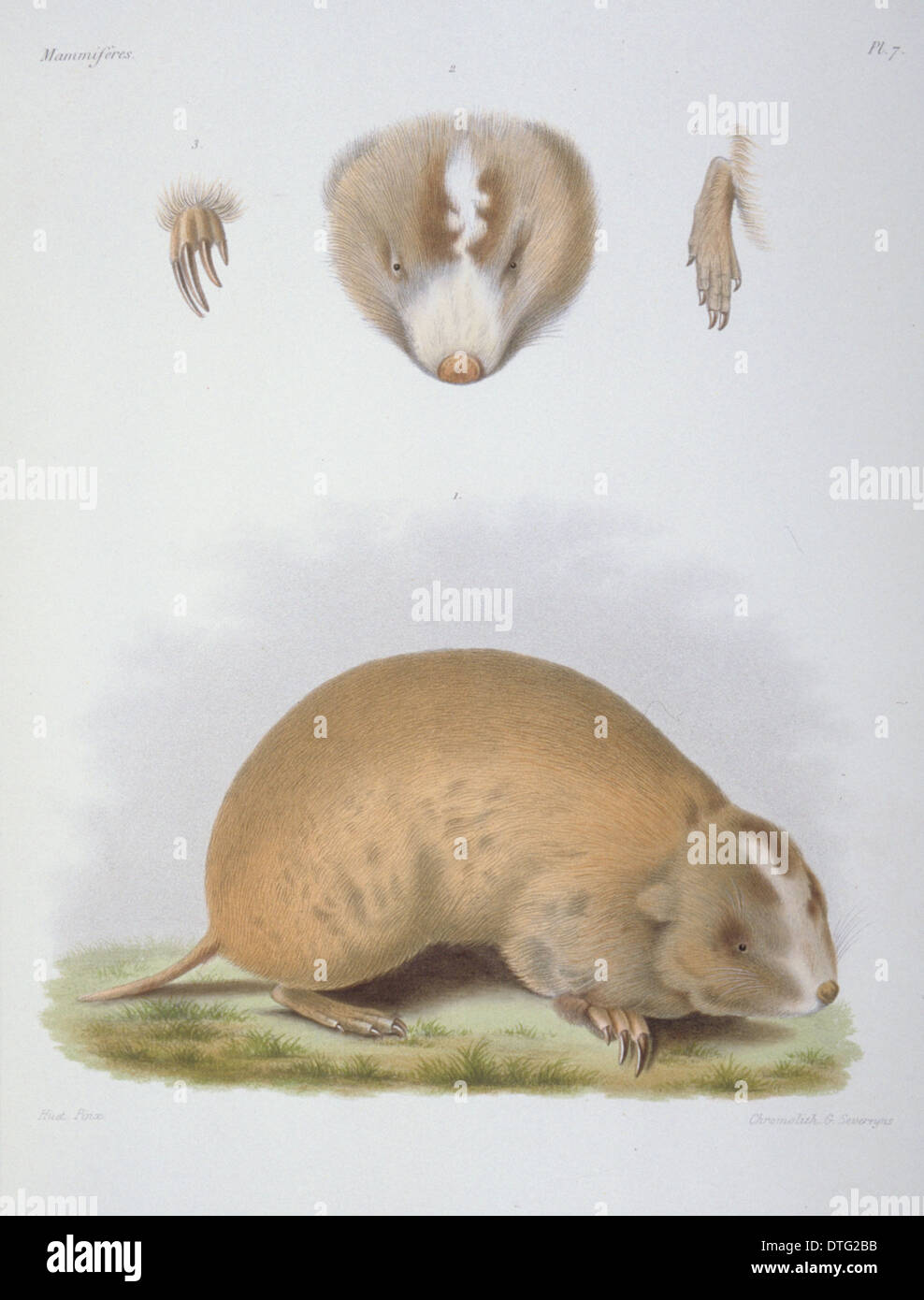 Rat asiatique Banque de photographies et d’images à haute résolution ...