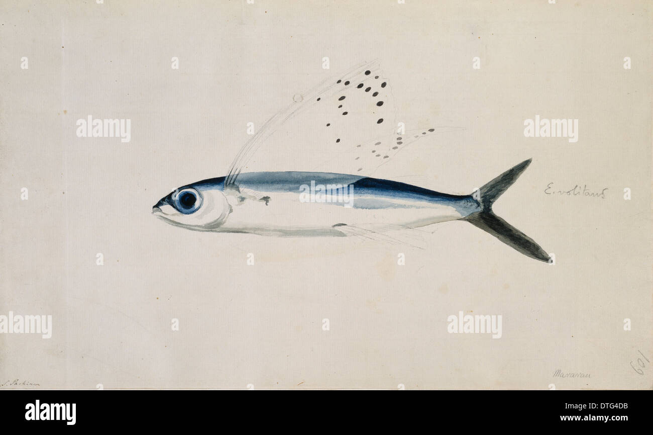 Cypselurus poecilopterus Banque de photographies et d’images à haute ...