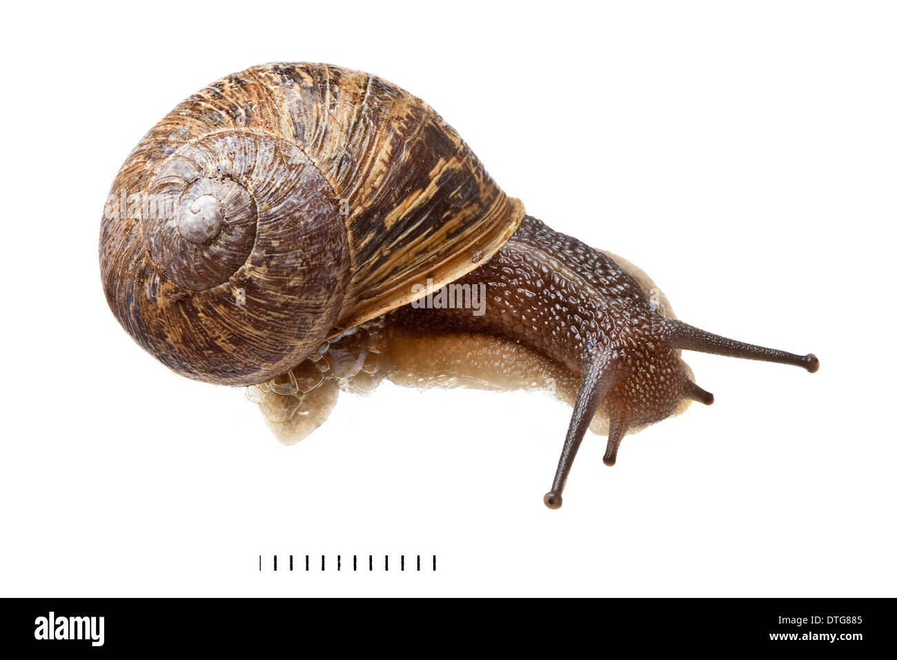 Un escargot Banque de photographies et d’images à haute résolution - Alamy
