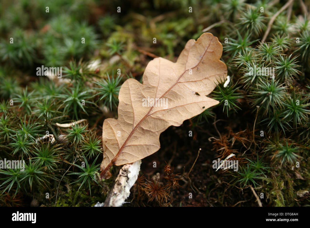 Feuille de chene automne Banque de photographies et d’images à haute ...