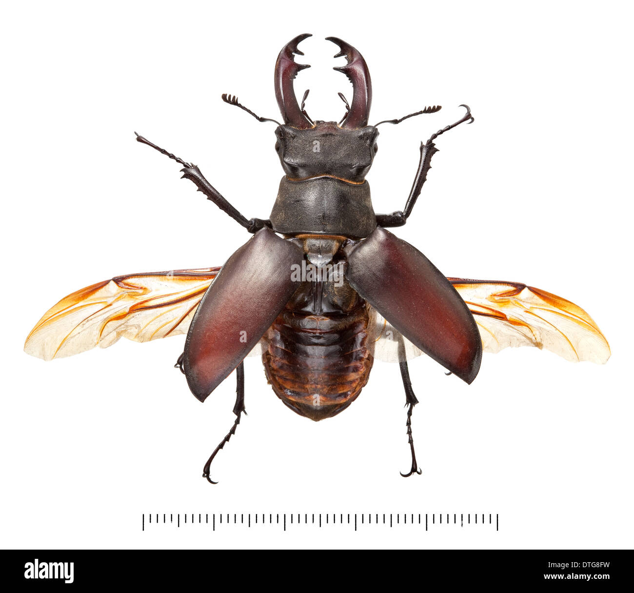 Anatomie des insectes Banque d'images détourées - Alamy