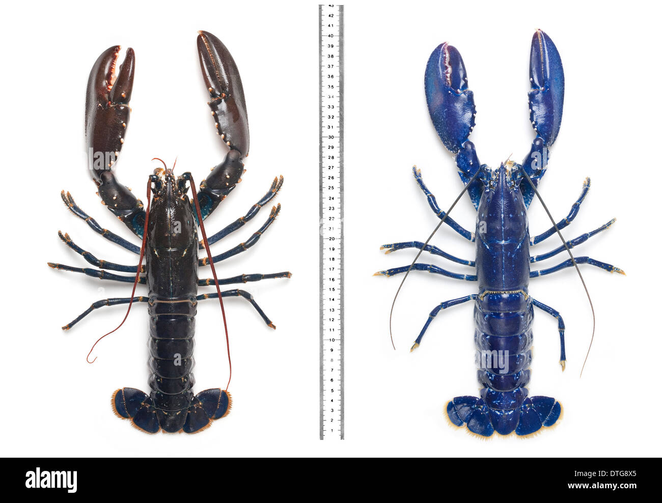 Homard bleu Banque de photographies et d’images à haute résolution - Alamy