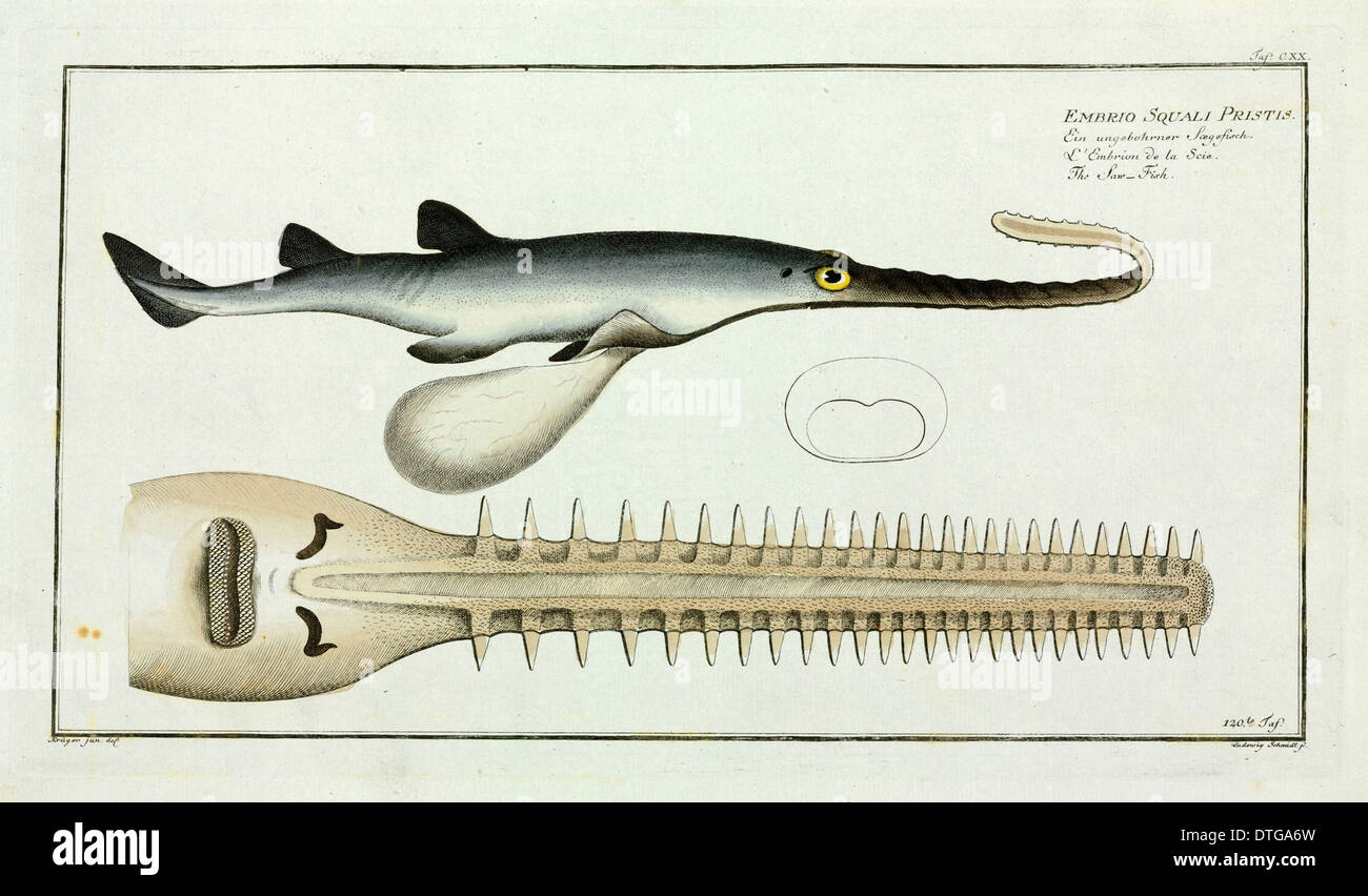 Saw fish Banque de photographies et d’images à haute résolution - Alamy