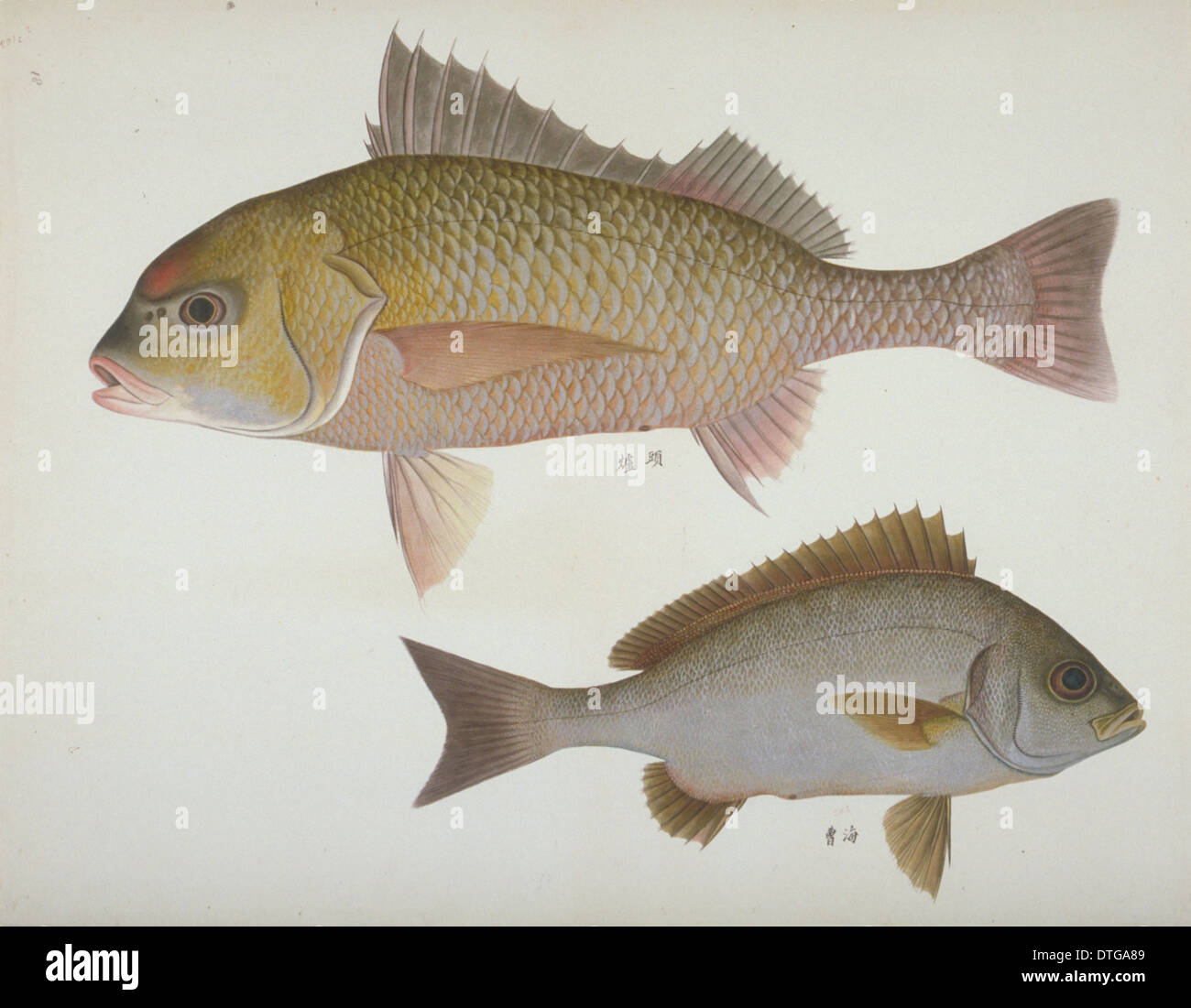 John reeves collection Banque de photographies et d’images à haute ...