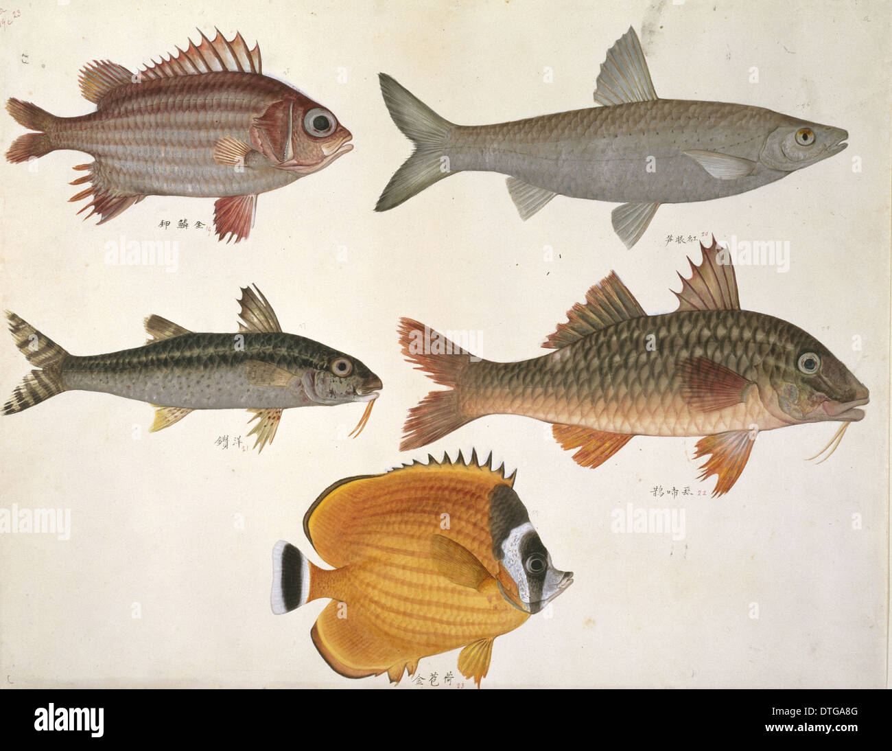 John reeves collection Banque de photographies et d’images à haute ...