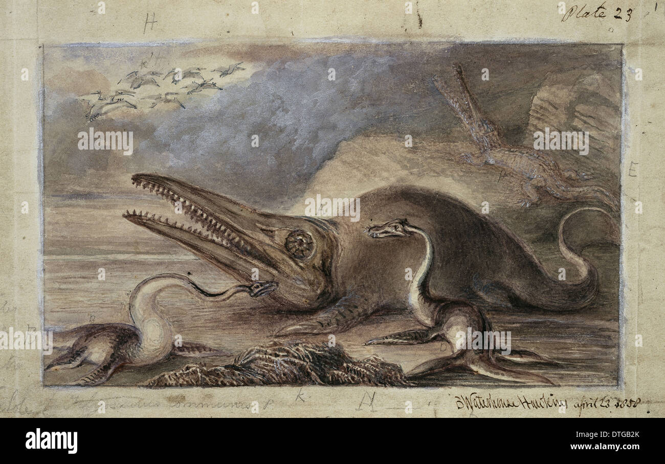 Ichthyosaurus plesiosaurus Banque de photographies et d’images à haute ...