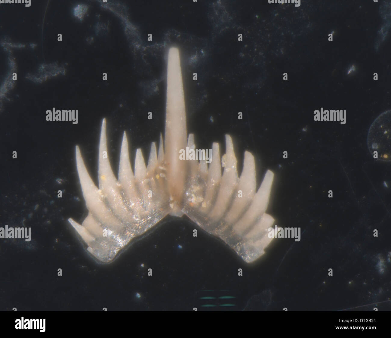 Fossil vertebrae Banque de photographies et d’images à haute résolution ...