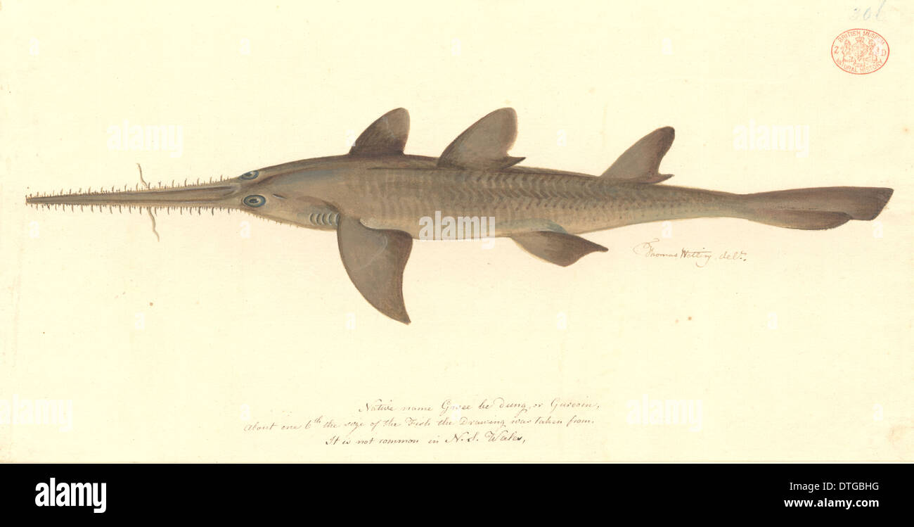 Poisson nez allongé Banque de photographies et d’images à haute ...