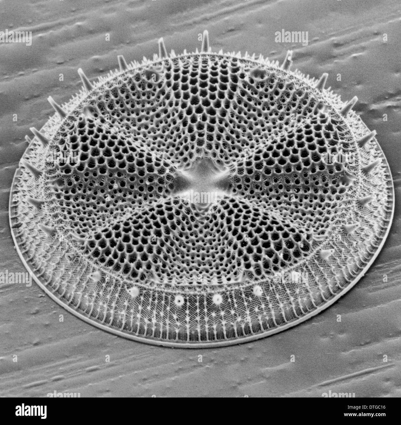 Diatom algae Banque d'images noir et blanc - Alamy