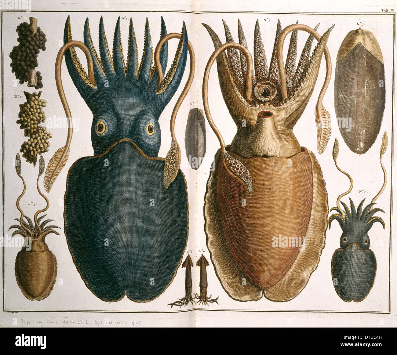 Anatomie du calmar Banque de photographies et d’images à haute ...