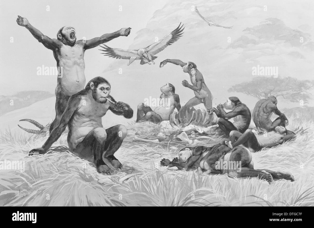 Homo habilis habilis Banque d'images noir et blanc - Alamy