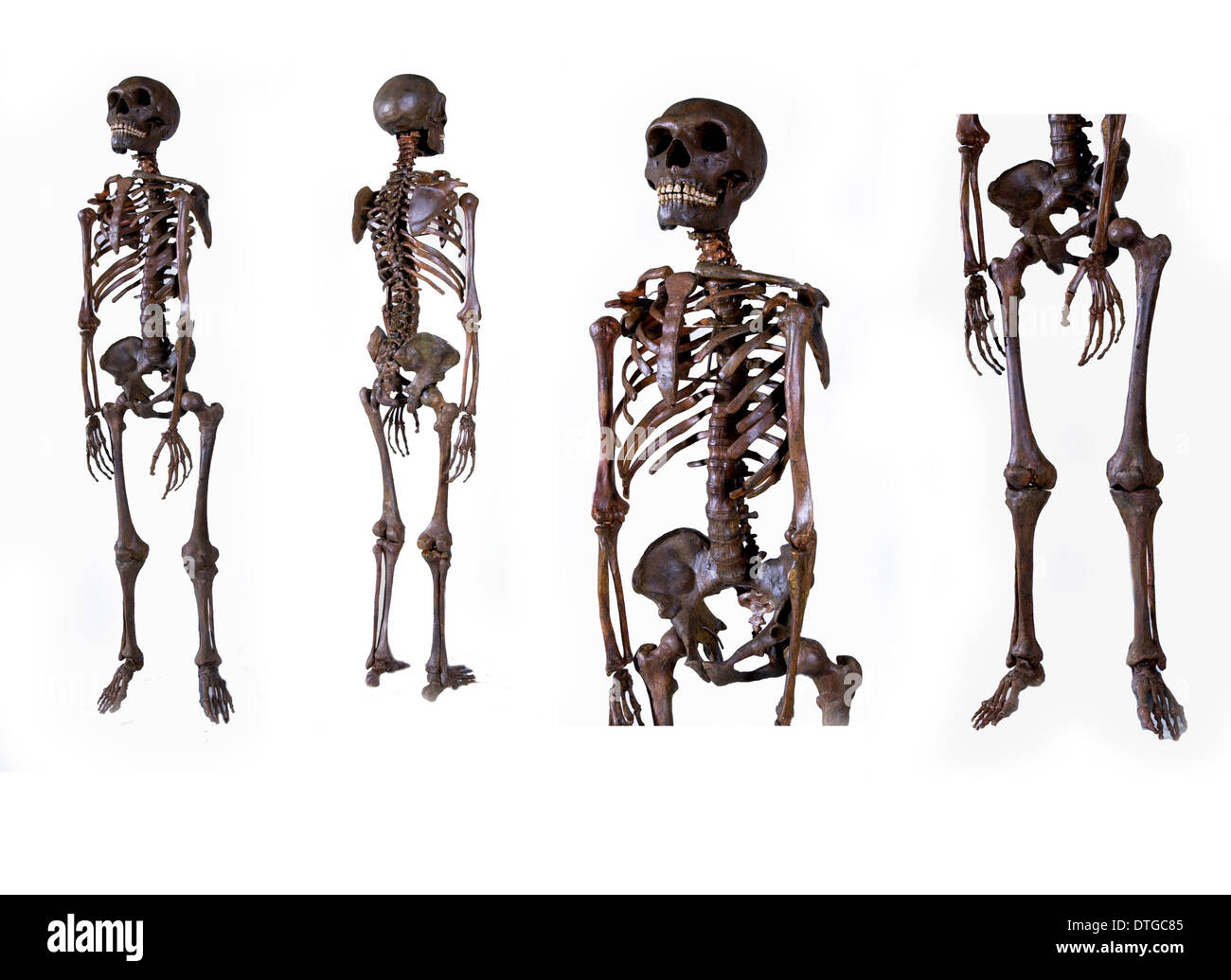 Homo neanderthalensis, l'homme de Neandertal skeleton Photo Stock - Alamy