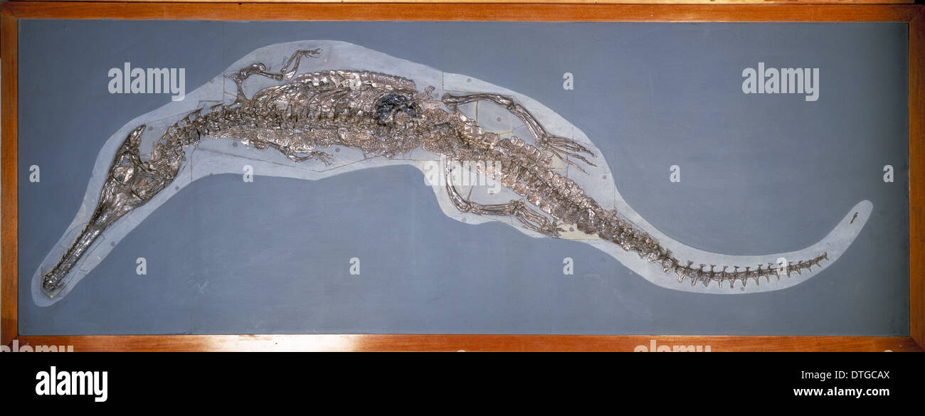 Steneosaurus bollensis Banque de photographies et d’images à haute ...
