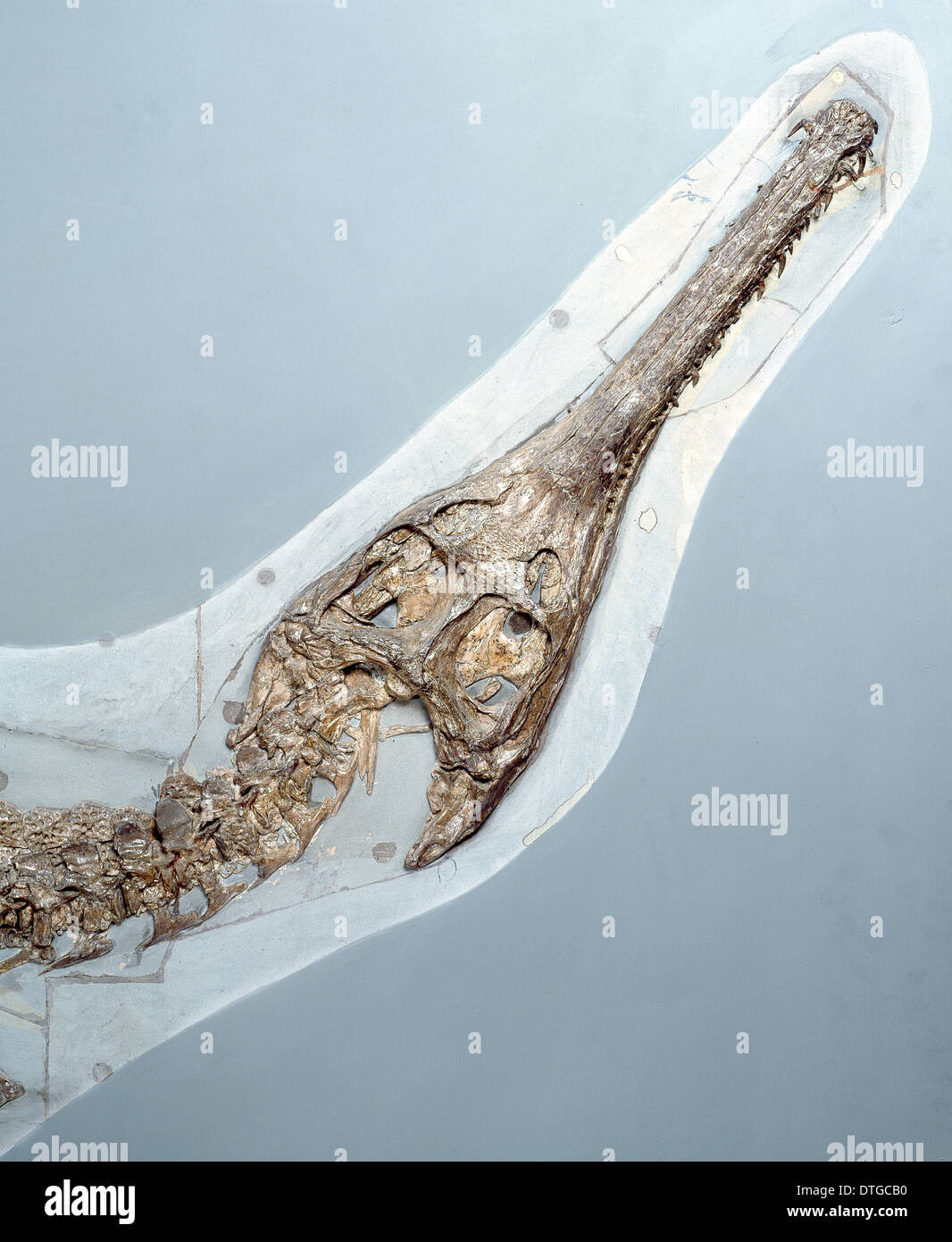 Steneosaurus bollensis Banque de photographies et d’images à haute ...