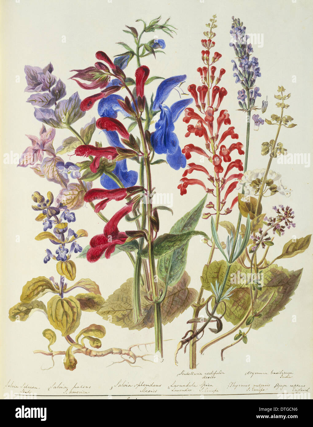 Labiatae lamiaceae Banque de photographies et d’images à haute ...