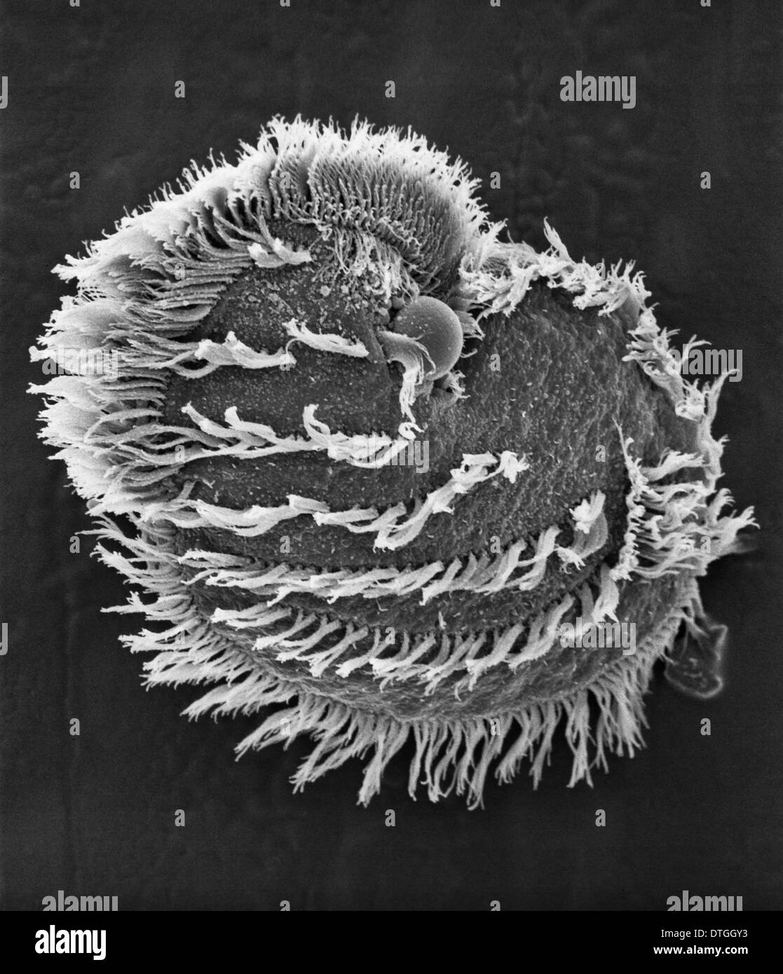 Planctons microscope Banque d'images noir et blanc - Alamy