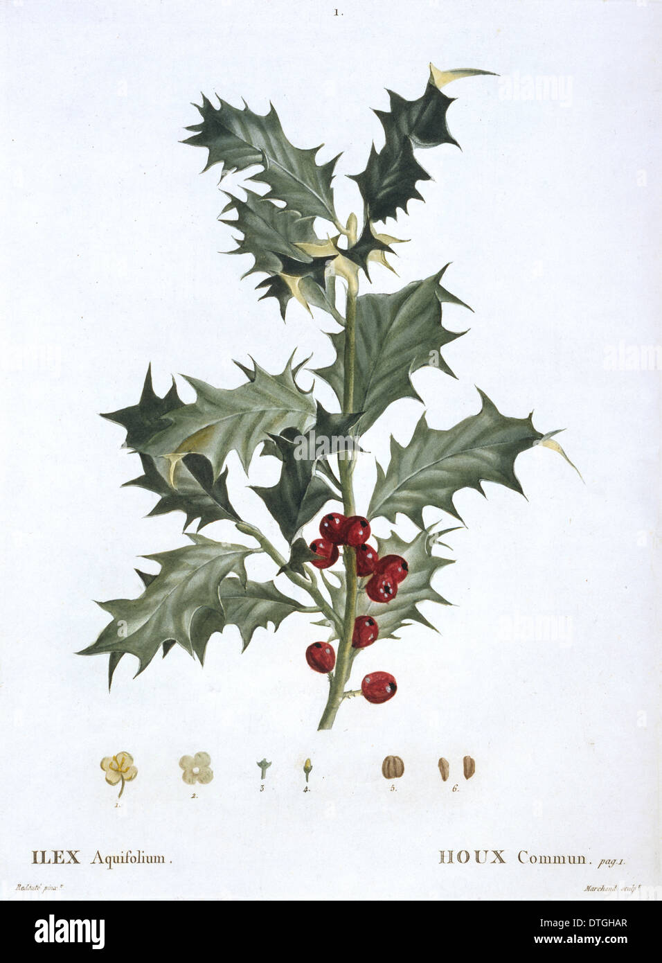 Dessin d'arbre de houx Banque de photographies et d’images à haute ...