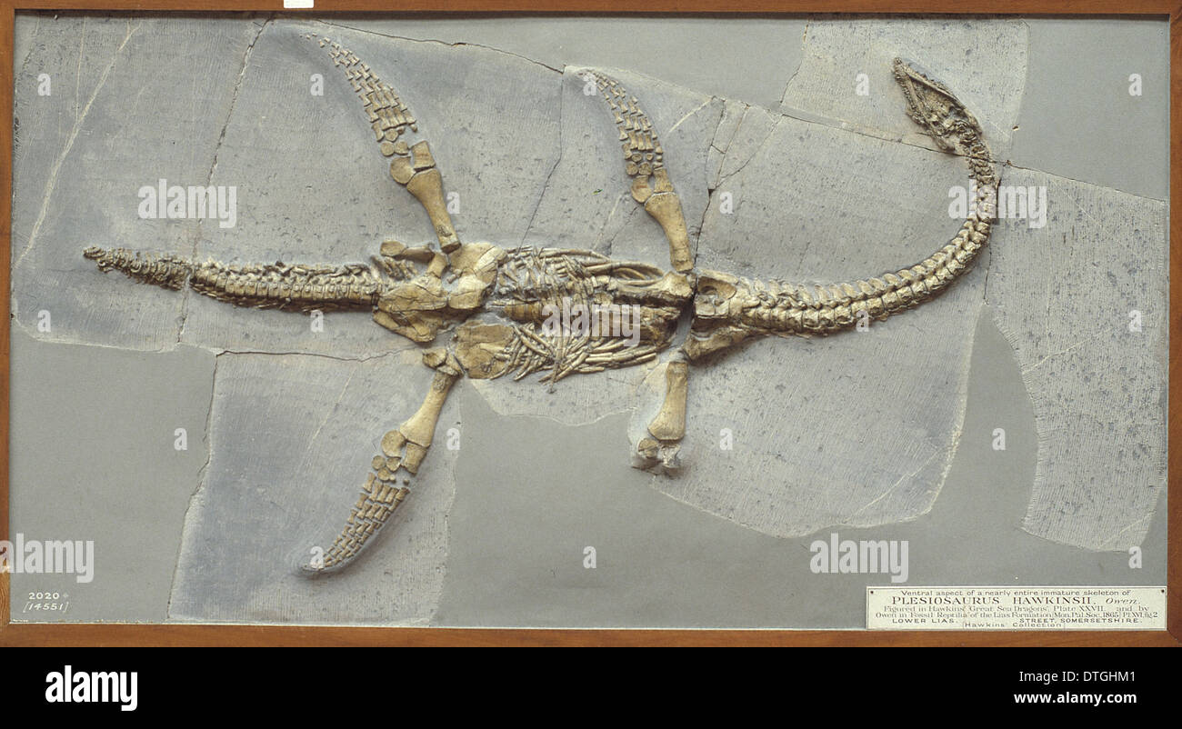 Plesiosaurus Fossil Banque d'image et photos - Alamy