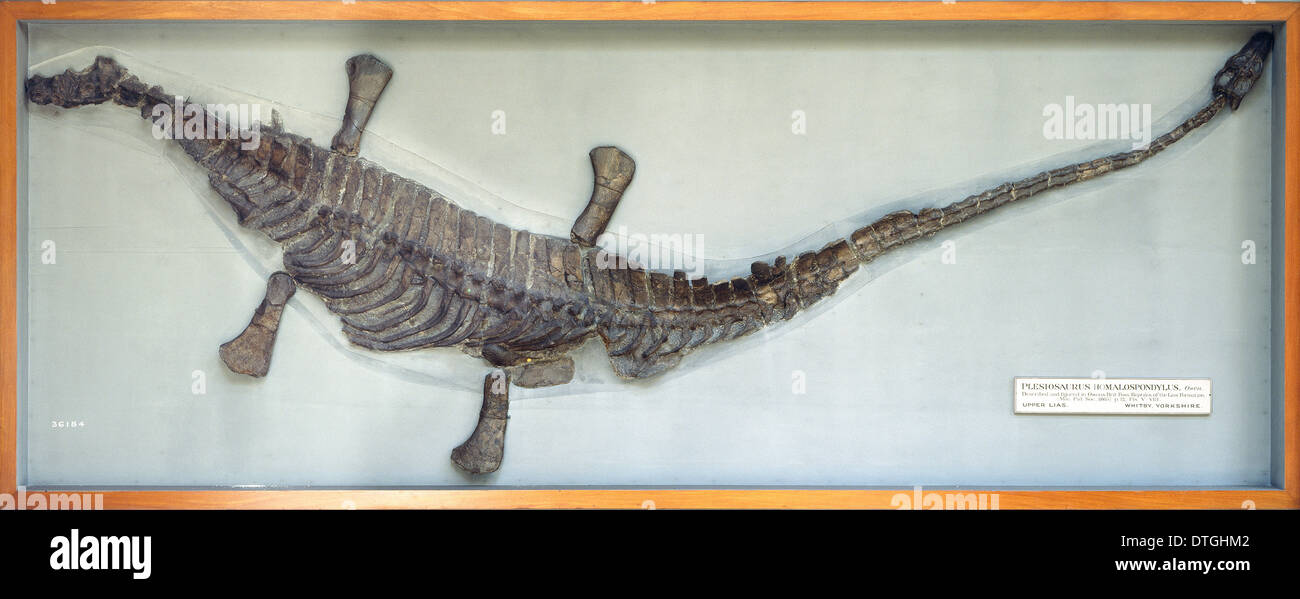 Plesiosaurus Fossil Banque d'image et photos - Alamy