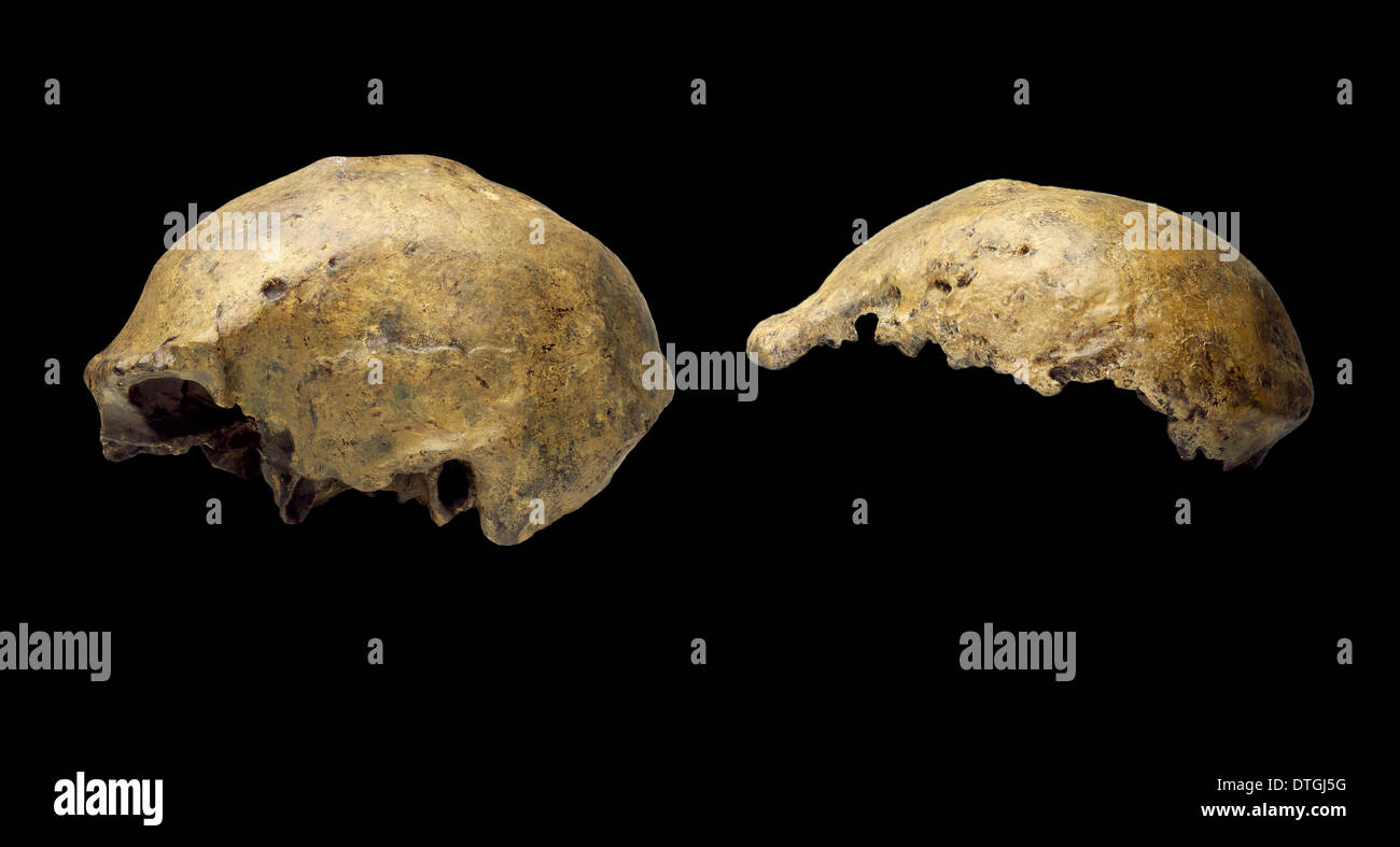 Homo Erectus Java Banque d'image et photos - Alamy