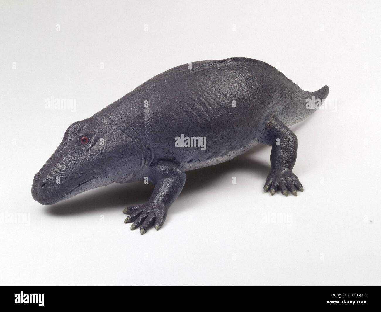Eryops amphibian Banque de photographies et d’images à haute résolution - Alamy