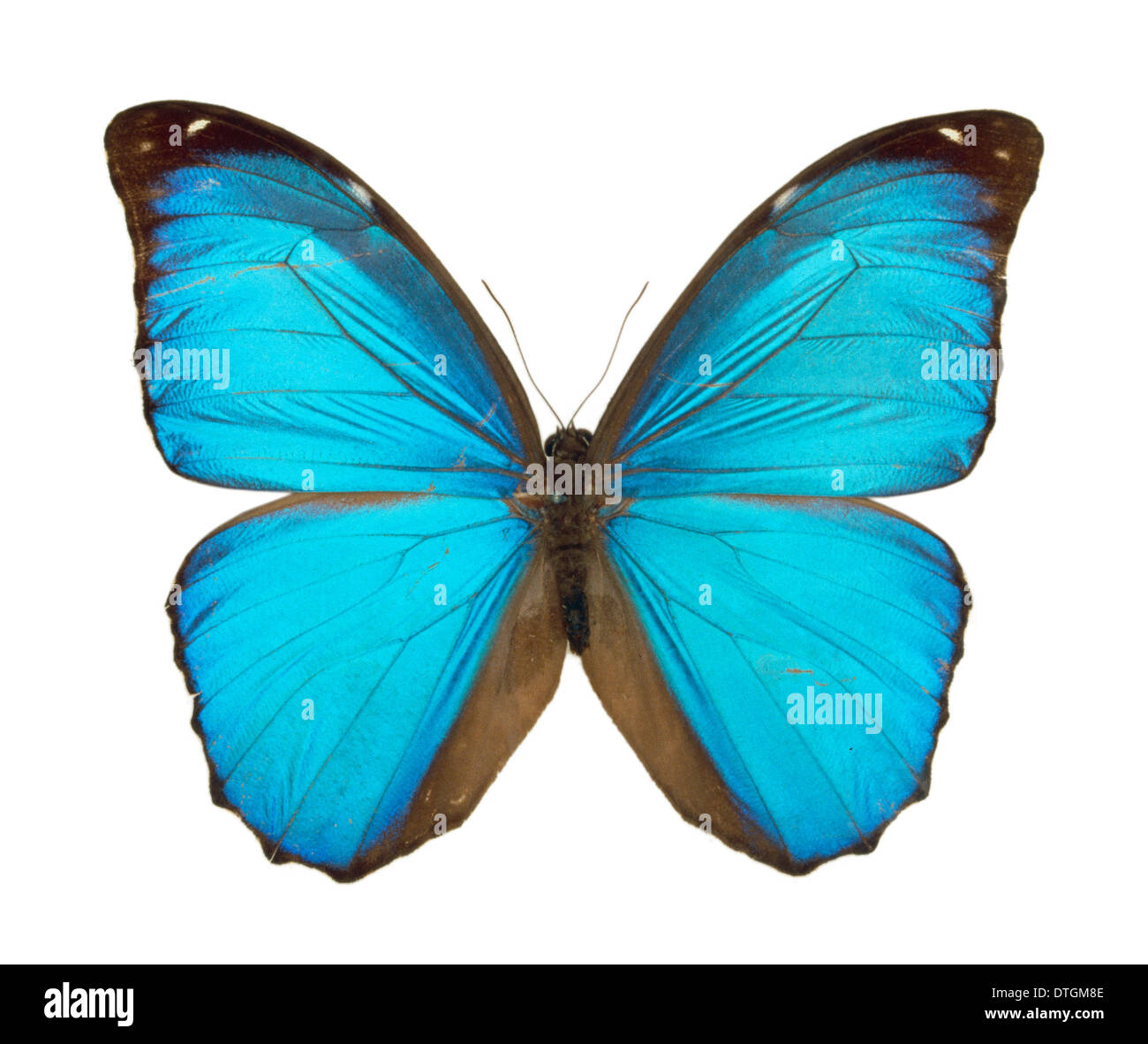 Morpho morpho menelaus Banque de photographies et d’images à haute ...