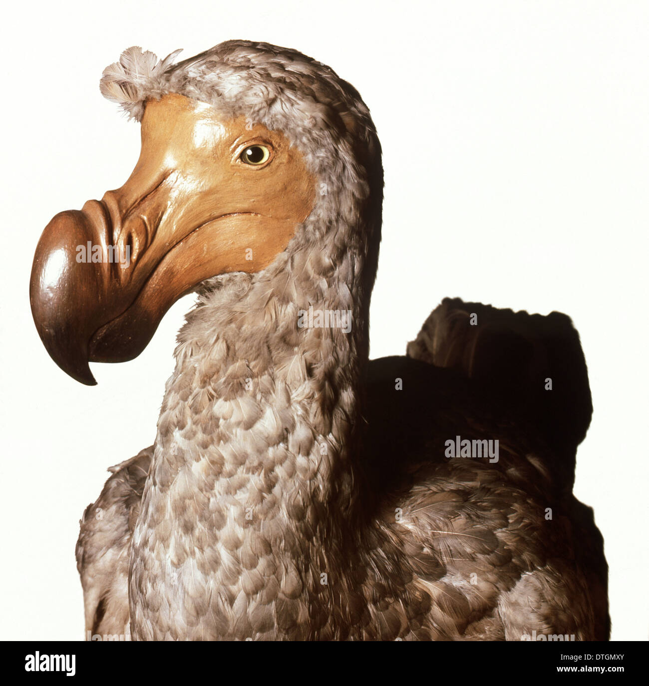 Anatomie dodo Banque de photographies et d’images à haute résolution ...