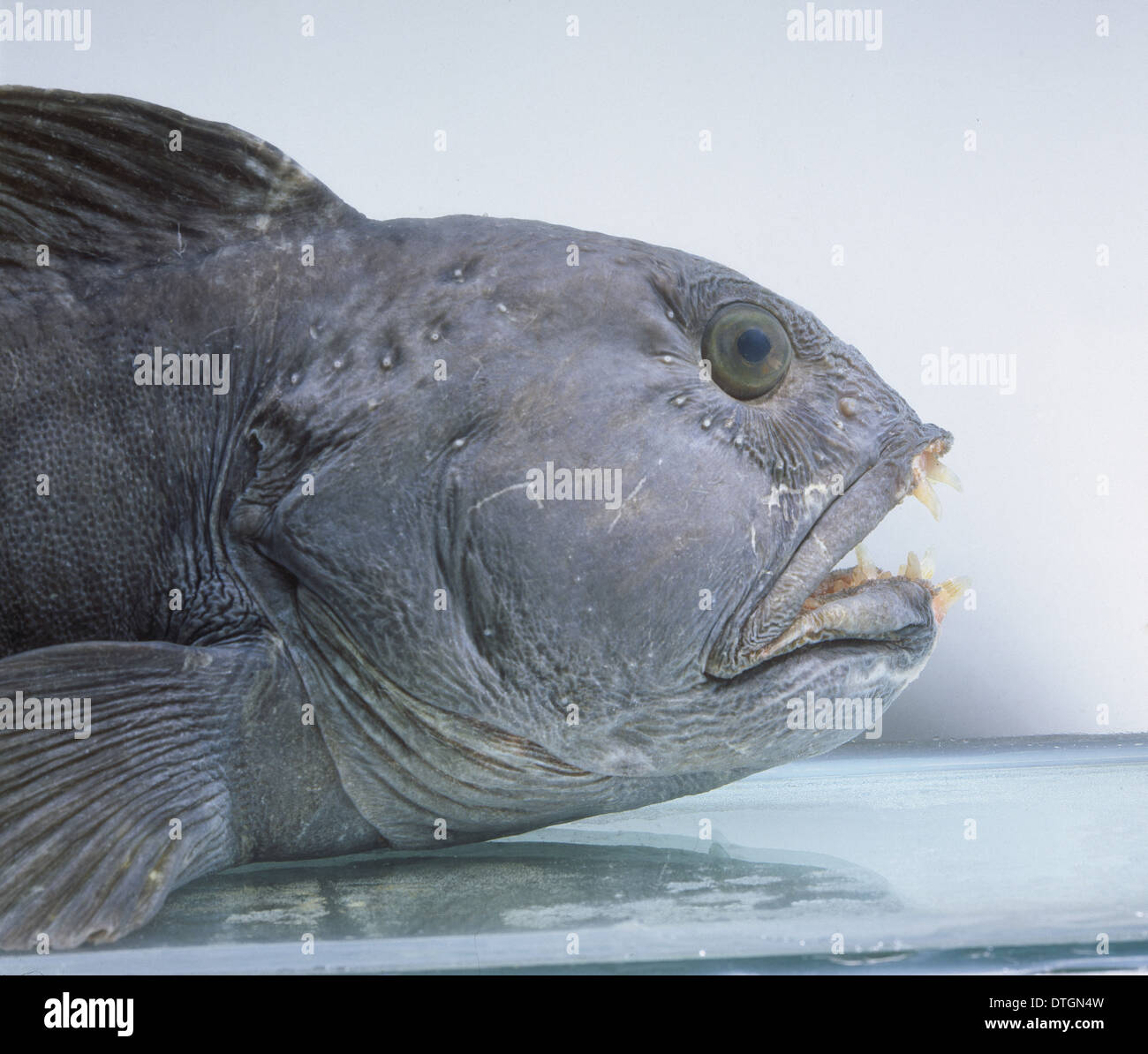 Wolf fish anarhichas lupus ocean fish Banque de photographies et d ...