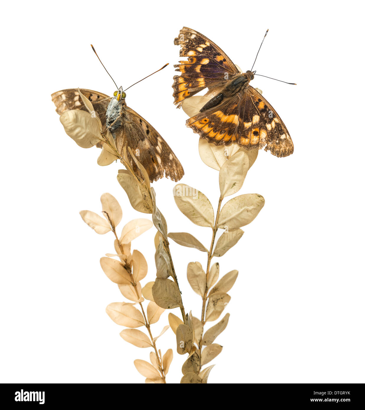 Lesser purple emperor butterfly Banque de photographies et d’images à ...