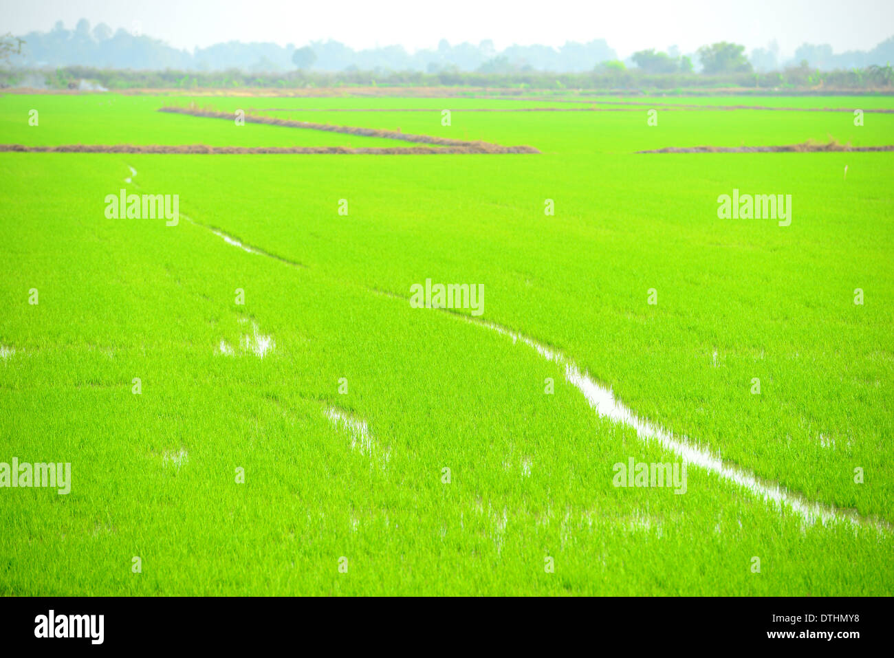 Rice paddy Banque de photographies et d’images à haute résolution - Alamy