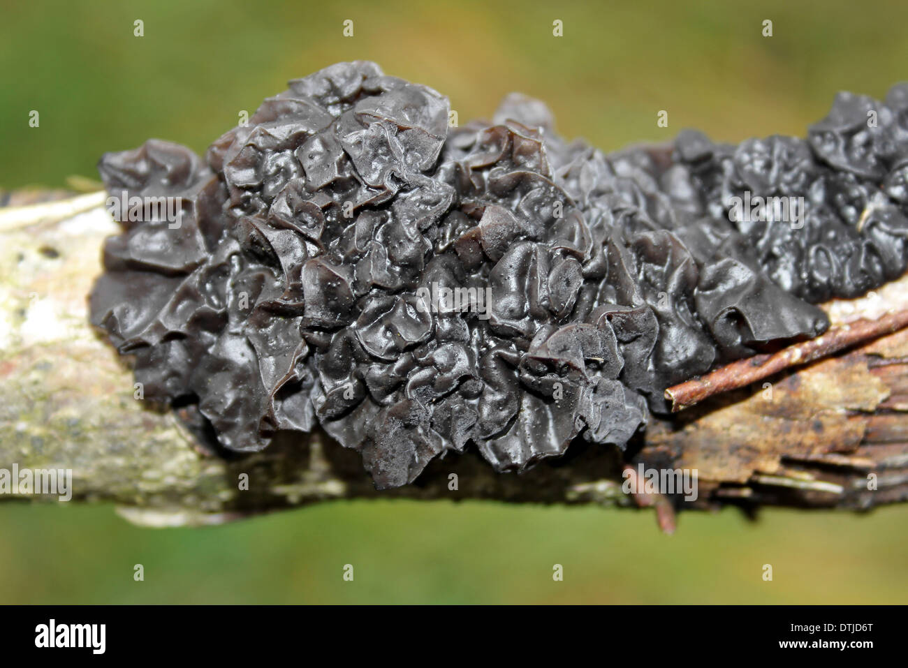Exidia plana Banque de photographies et d’images à haute résolution - Alamy