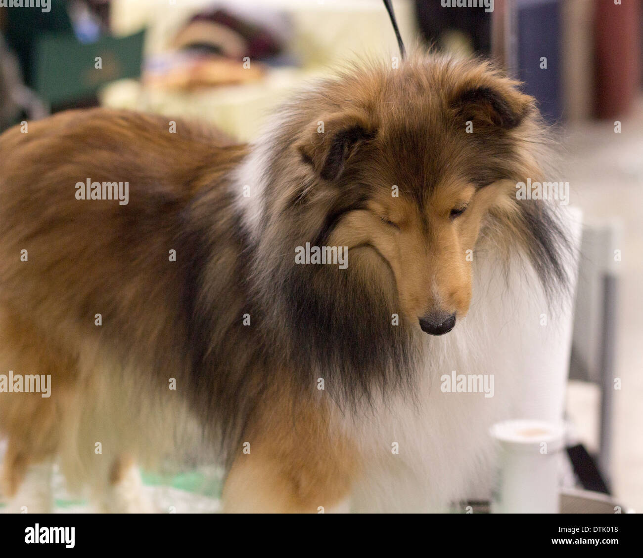 Shetland sheepdog sheltie grooming table Banque de photographies et d ...