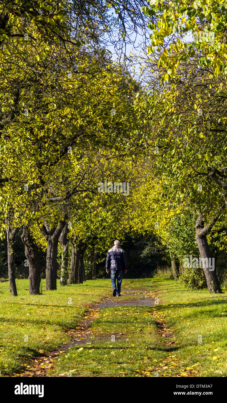 Une promenade dans les bois Banque de photographies et d’images à haute ...