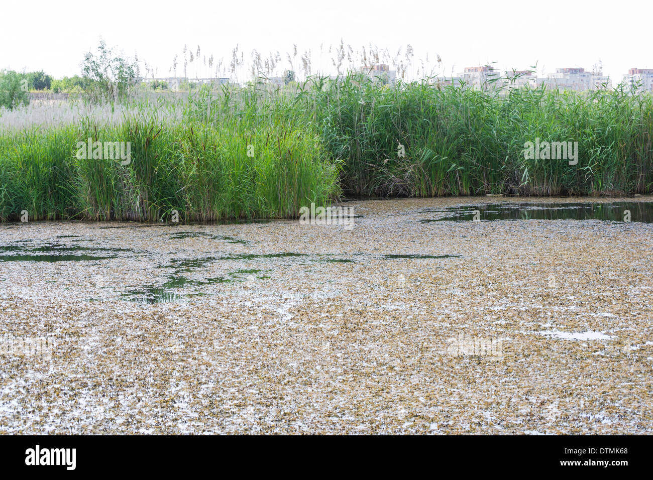Parc naturel vacaresti Banque de photographies et d’images à haute ...