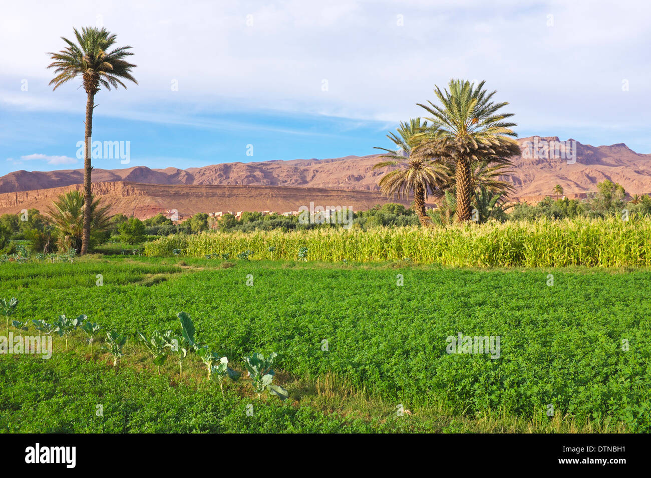 Oasis maroc Banque de photographies et d’images à haute résolution - Alamy
