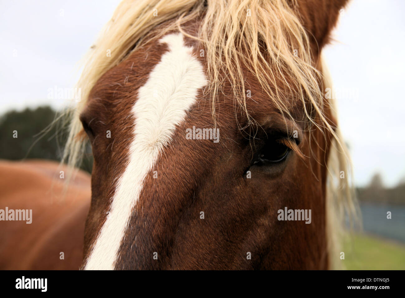 Tête cheval de face Banque de photographies et d’images à haute ...