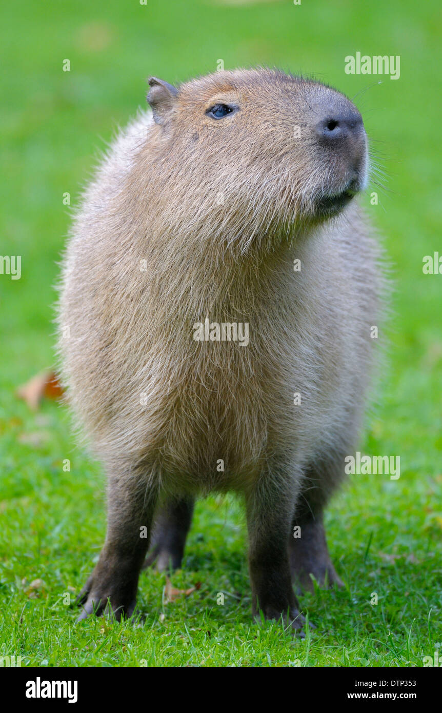 Le capybara Banque de photographies et d’images à haute résolution - Alamy