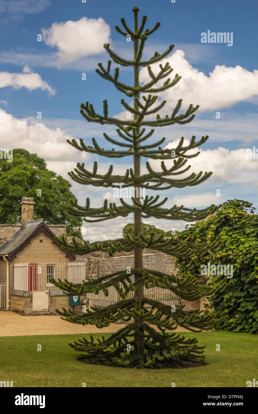 Araucaria araucaria garden Banque de photographies et d’images à haute ...