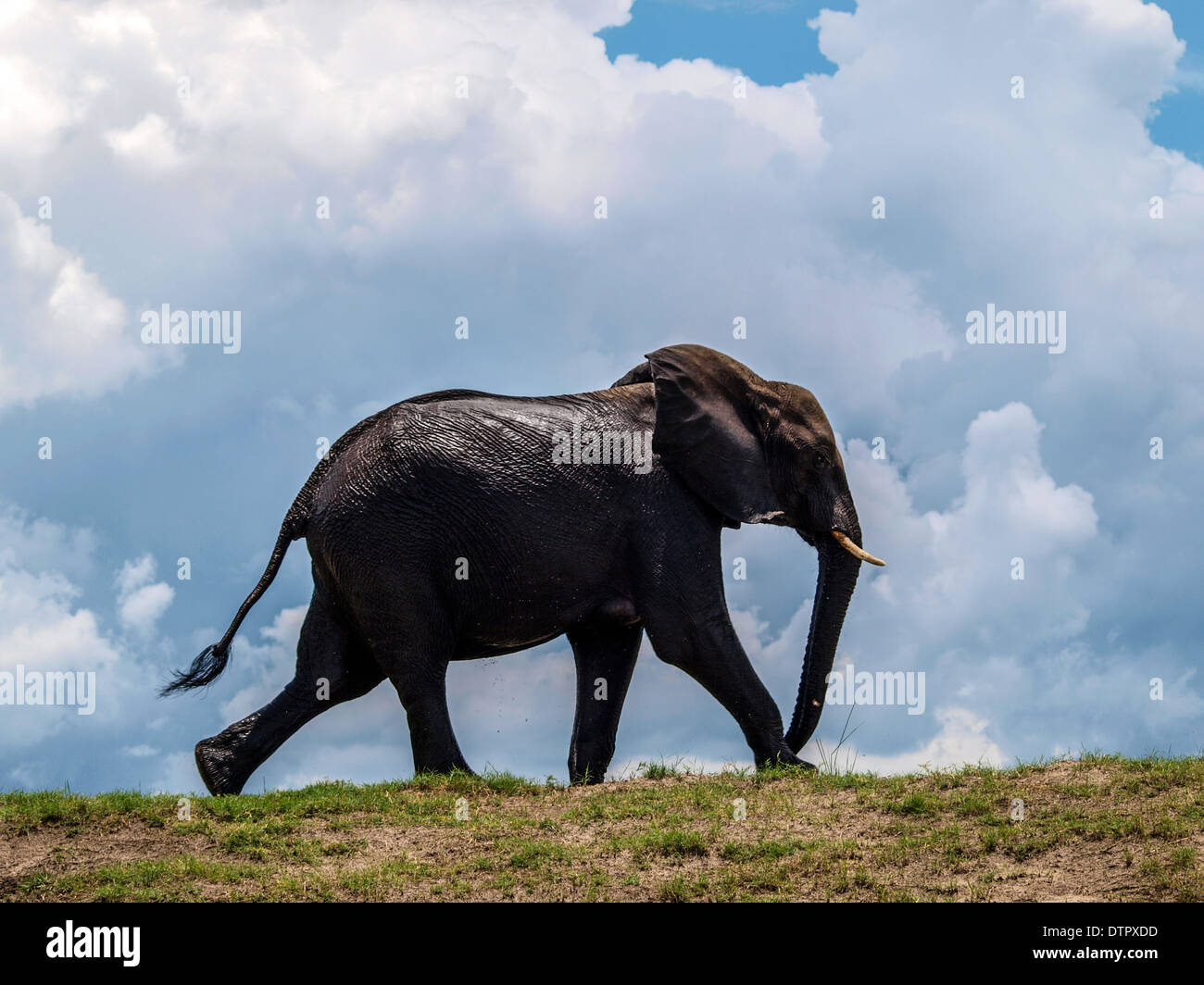 Elephant profile Banque de photographies et d’images à haute résolution ...