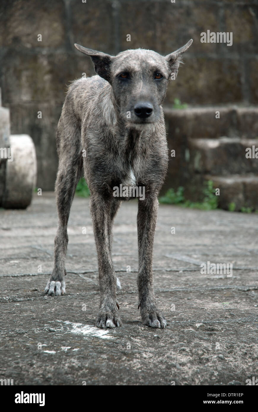 Stray dogs philippines Banque de photographies et d’images à haute ...