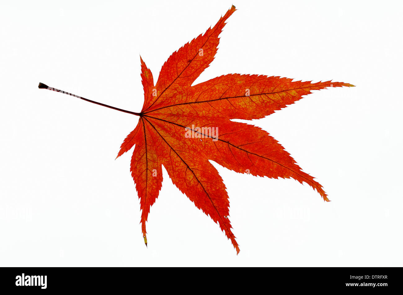 Acer palmatum en automne Banque d'images détourées - Alamy