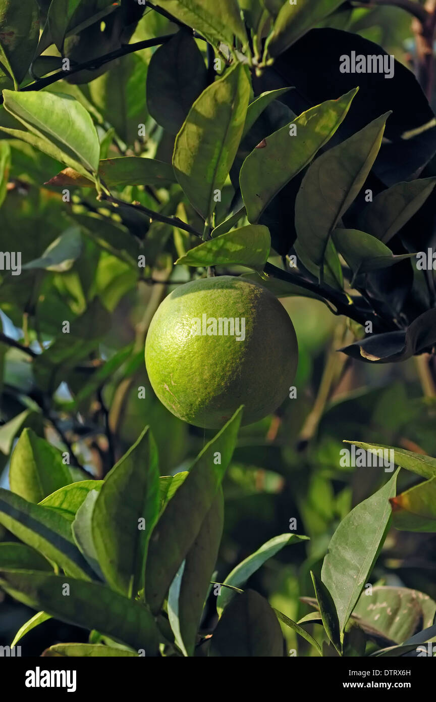 Pomelo tree Banque de photographies et d’images à haute résolution - Alamy