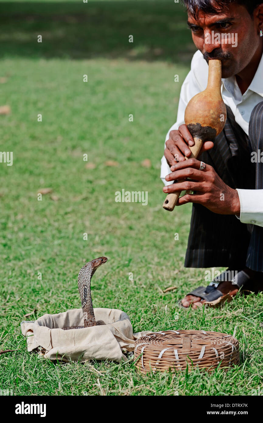 Cobra Asiatique Banque d'image et photos - Alamy