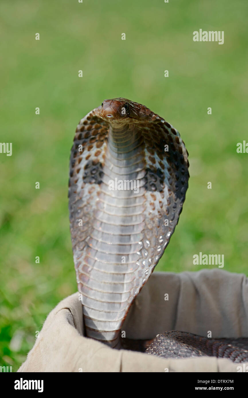 Cobra inde Banque de photographies et d’images à haute résolution - Alamy