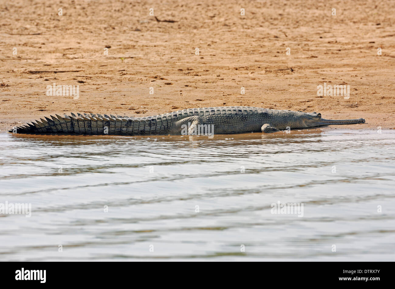 Indian gharial gavialis Banque de photographies et d’images à haute ...