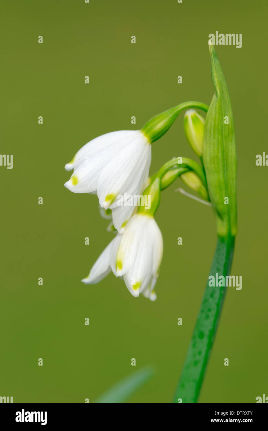 Panda rouge pleine grandeur Banque de photographies et d’images à haute ...
